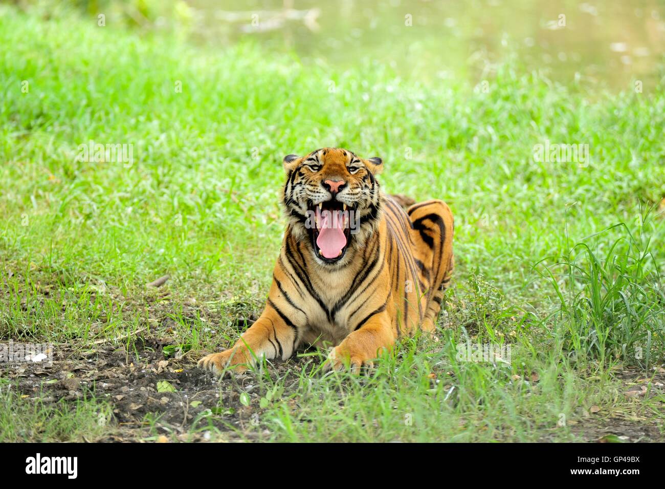 Tiger moving hi-res stock photography and images - Alamy