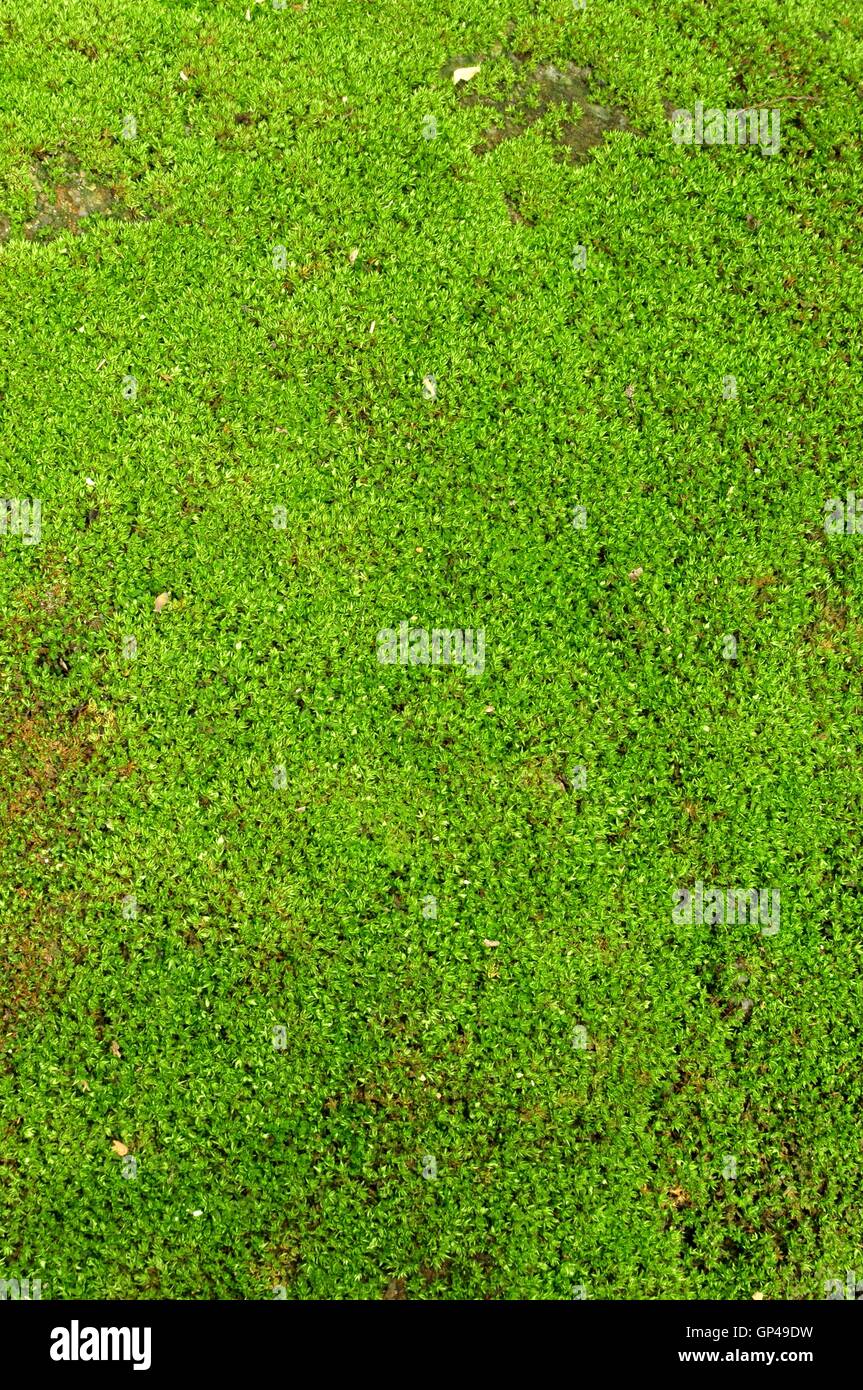 Fresh Green natural moss background Stock Photo - Alamy