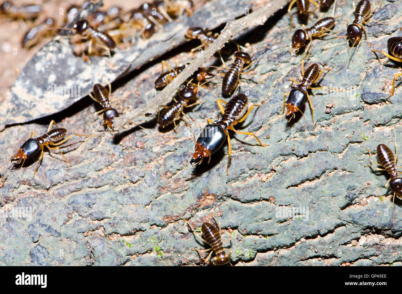 Group of termite wood eater Stock Photo - Alamy