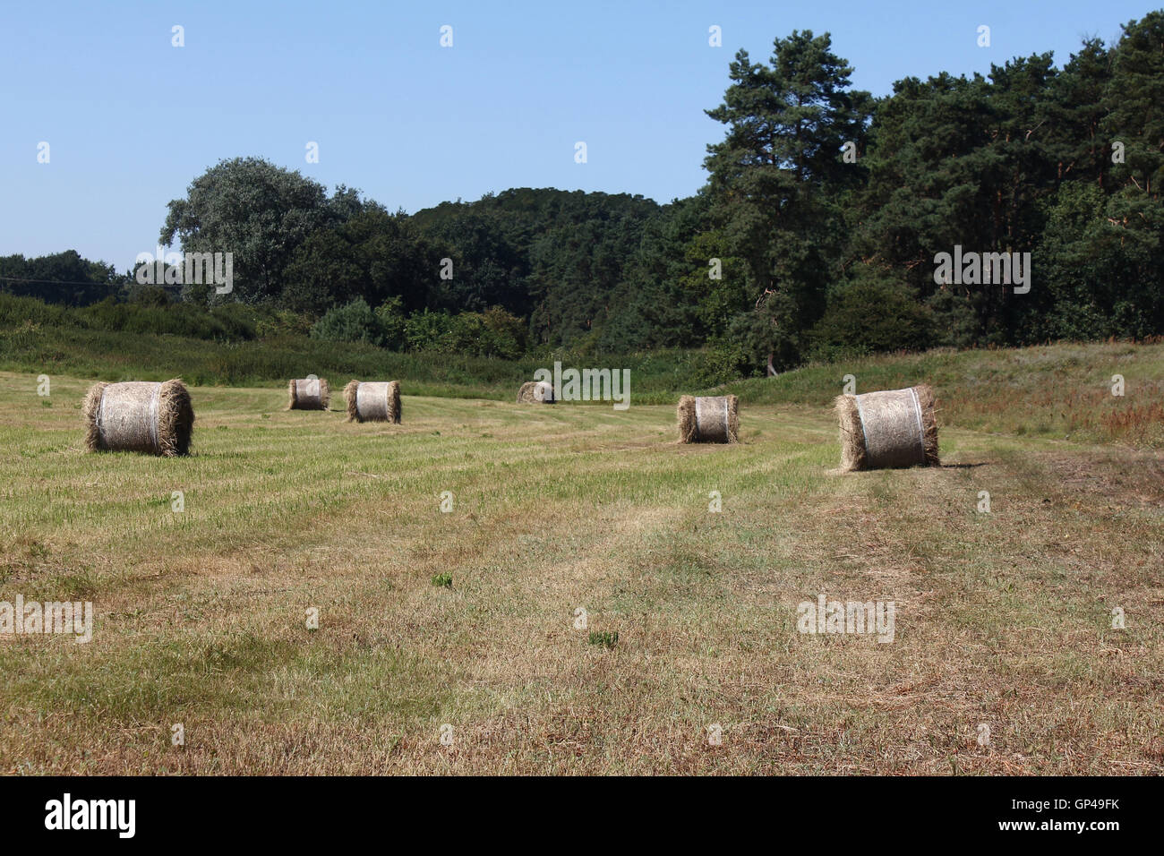 Hay bales in green hi-res stock photography and images - Alamy