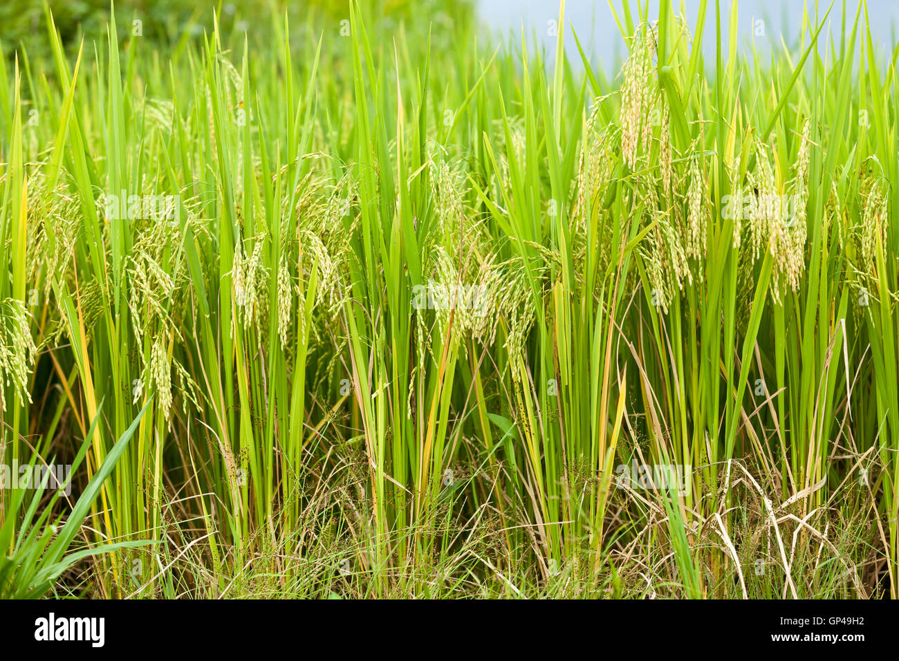 Green rice field Stock Photo - Alamy