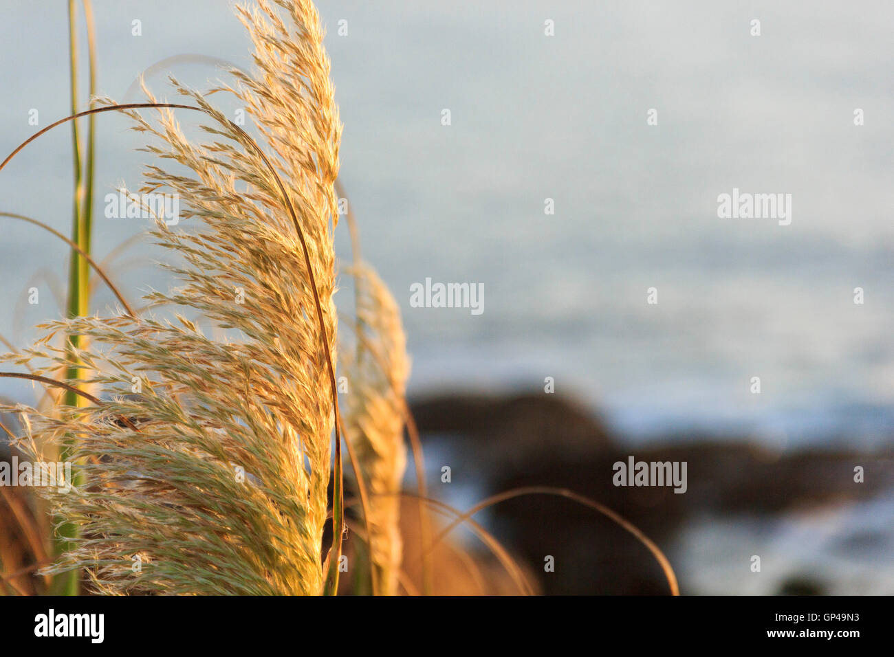 leaf, turf, dune, sea, calm, beautiful, seaside, spike, leaves, dawn ...