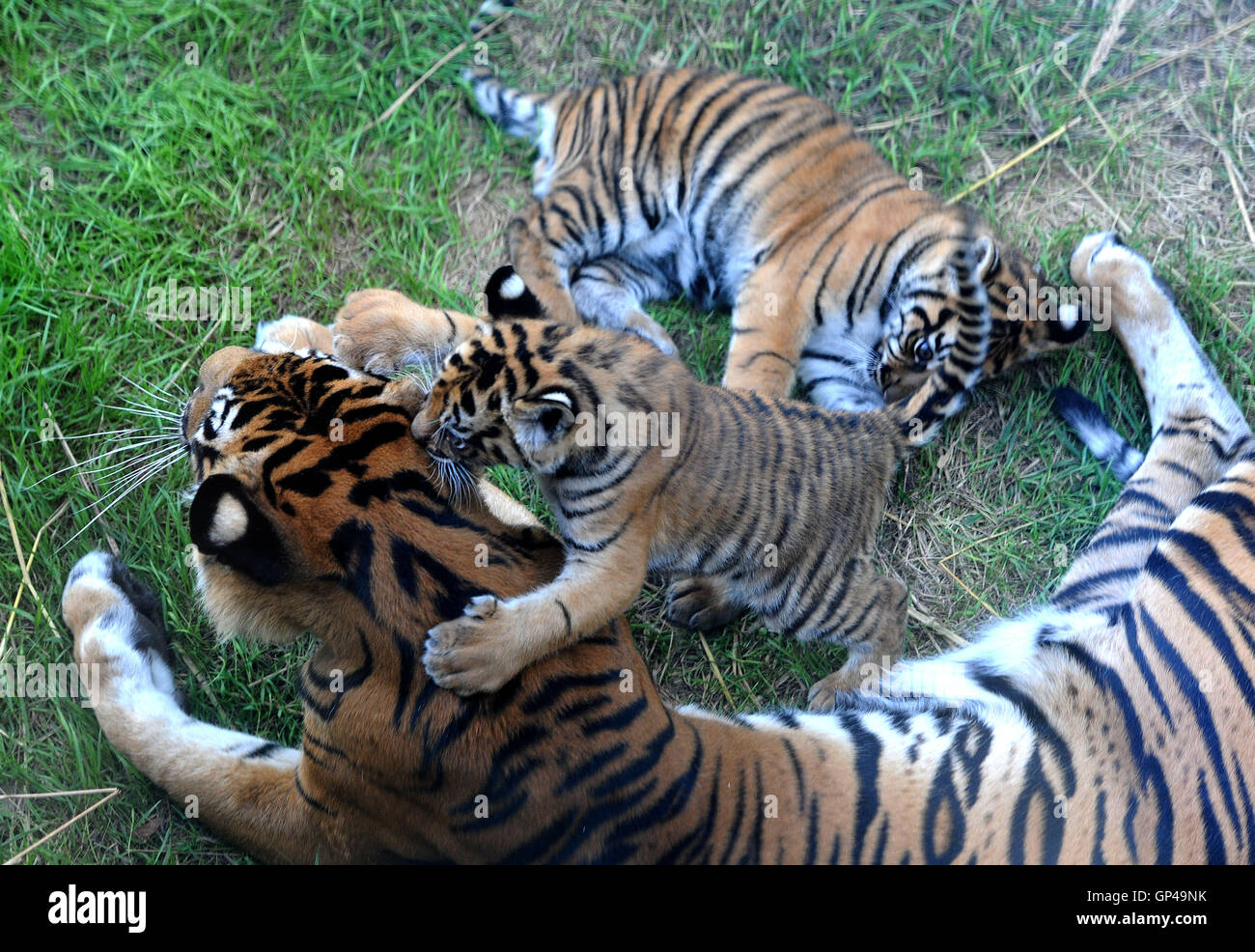 Two sumatran tiger cubs recently born at zsl london zoo hi-res stock ...