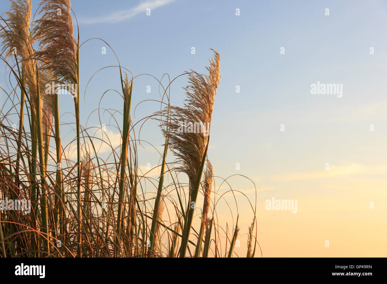 leaf, turf, dune, sea, calm, beautiful, seaside, spike, leaves, dawn ...