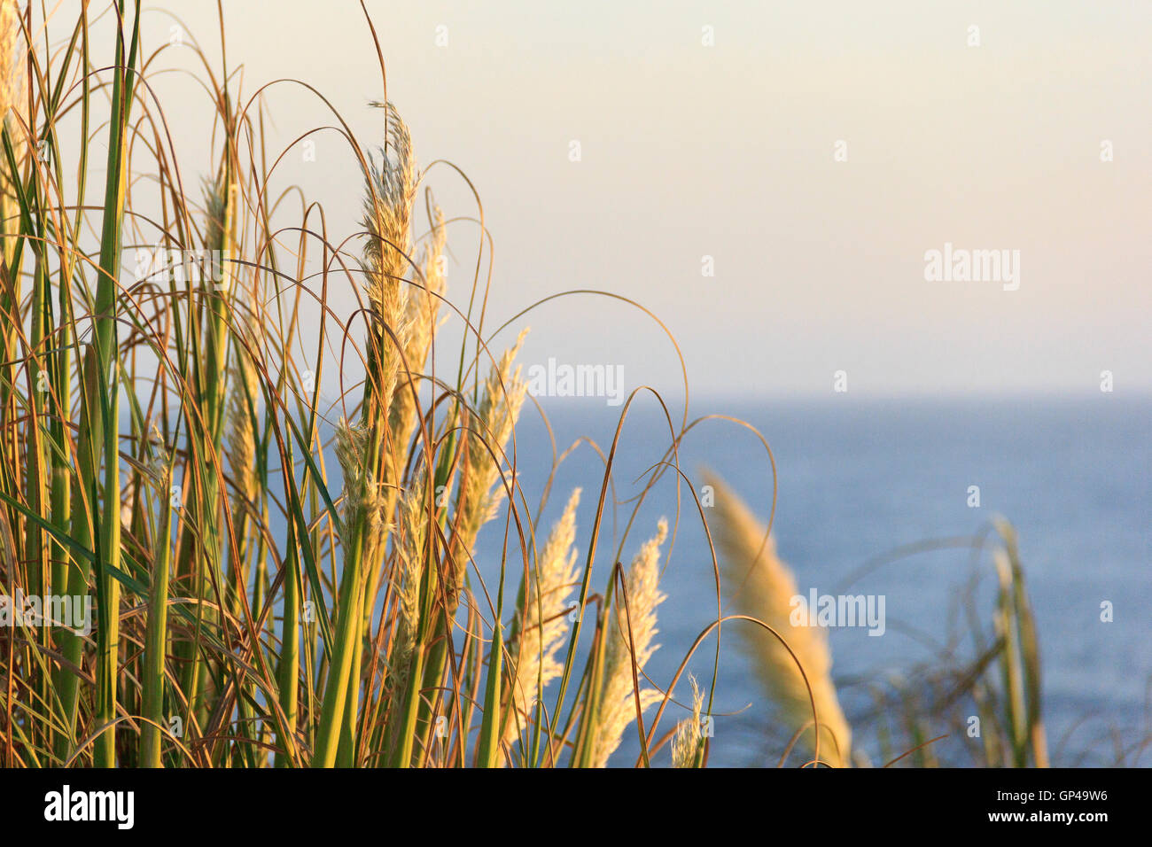 leaf, turf, dune, sea, calm, beautiful, seaside, spike, leaves, dawn ...