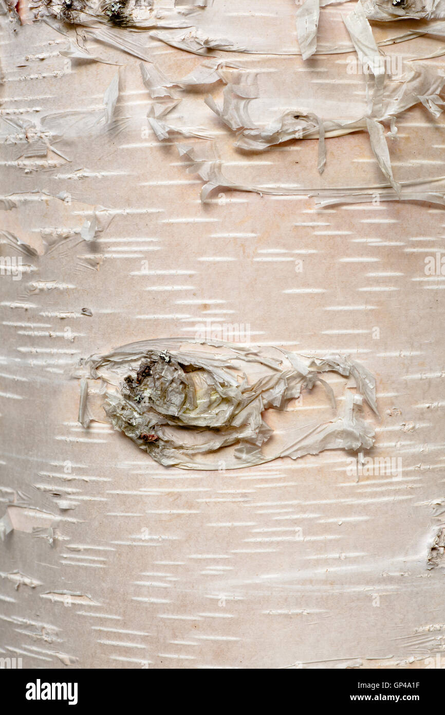 Paper birch Betula neoalaskana bark background Stock Photo - Alamy