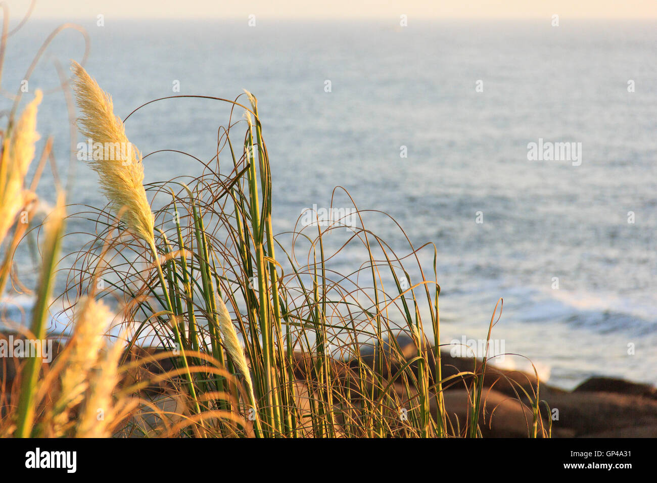 leaf, turf, dune, sea, calm, beautiful, seaside, spike, leaves, dawn ...