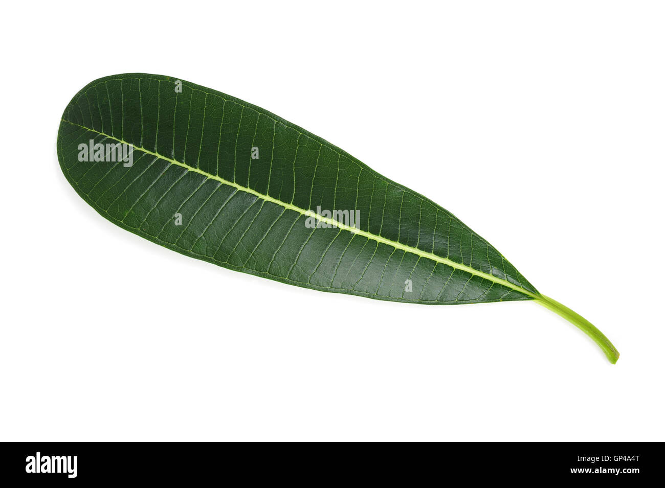 Frangipani plant Cut Out Stock Images & Pictures - Alamy