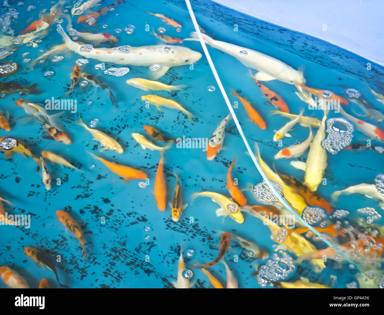 Koi fish eye hi-res stock photography and images - Alamy