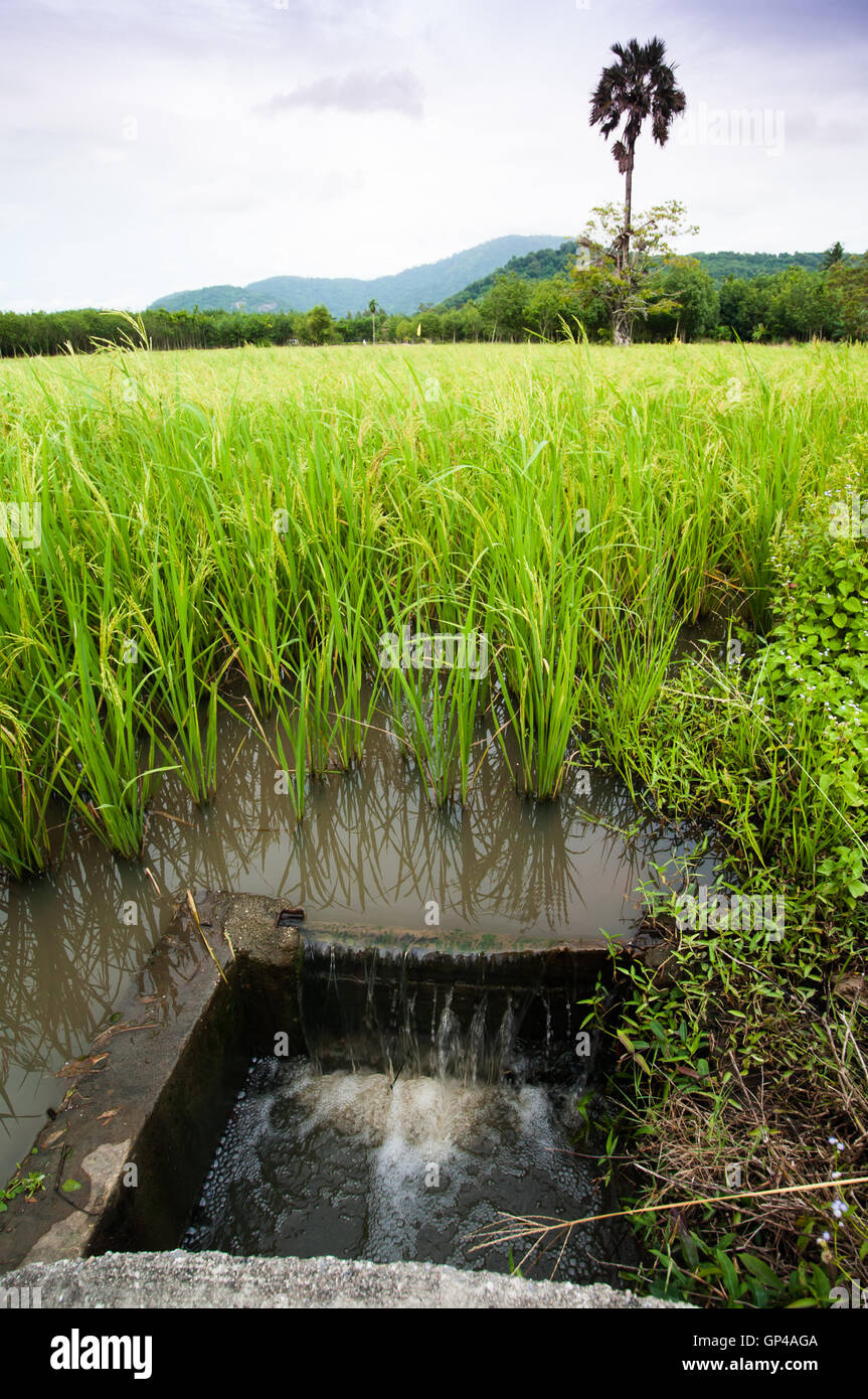 Rice field irrigation, Thailand Stock Photo - Alamy