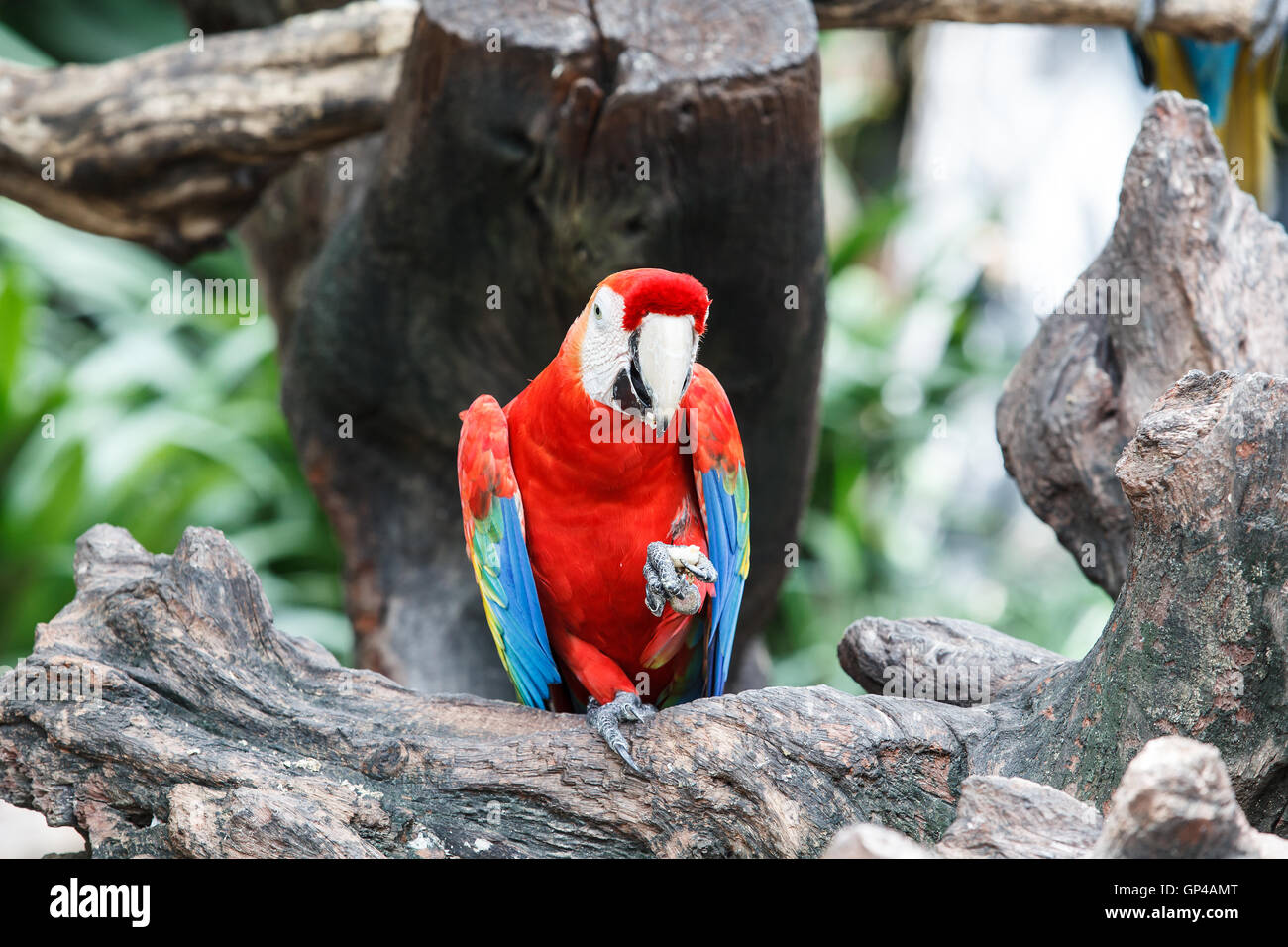 Red macaw sitting on branch Stock Photo - Alamy