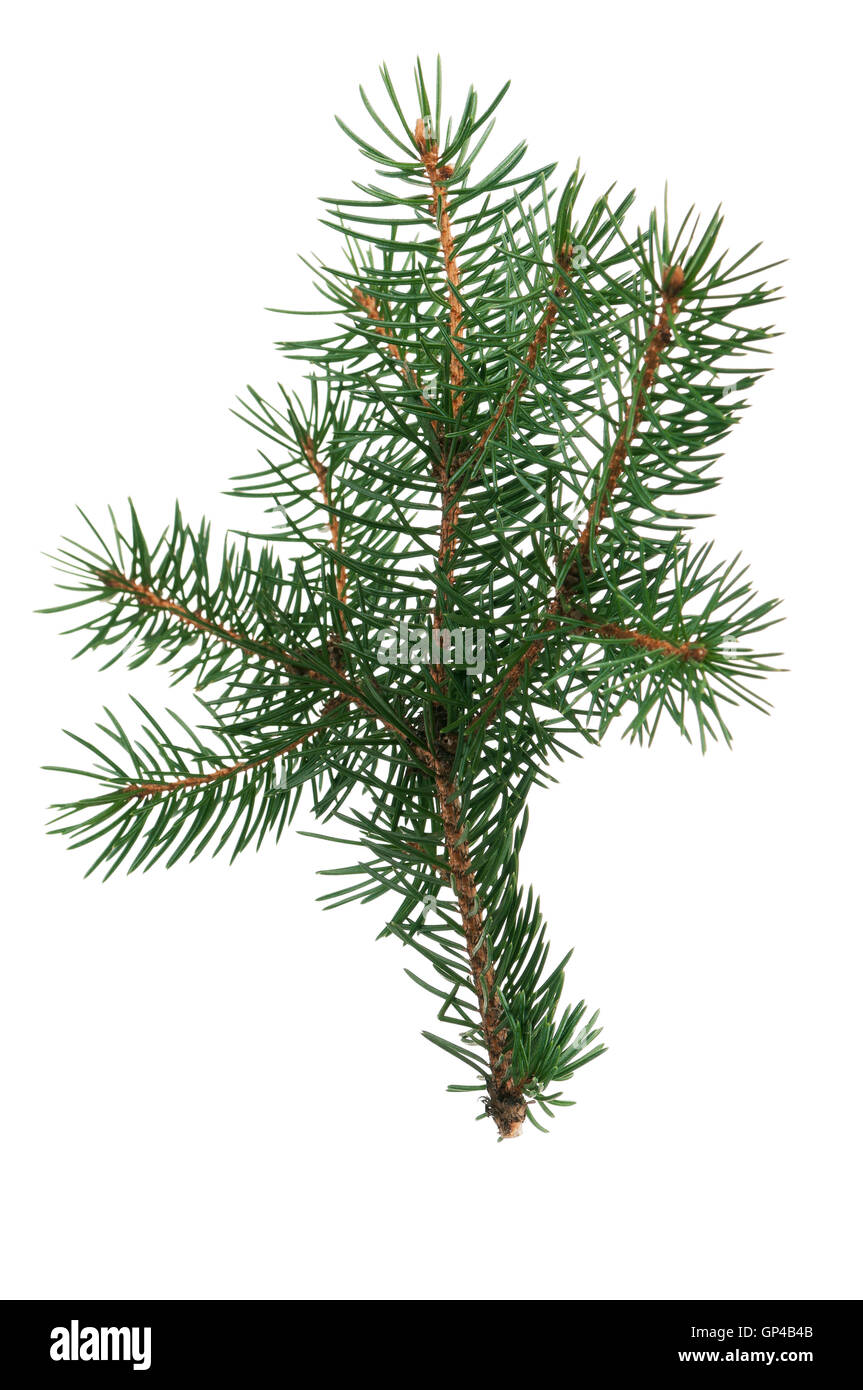 Fir detail Cut Out Stock Images & Pictures - Alamy