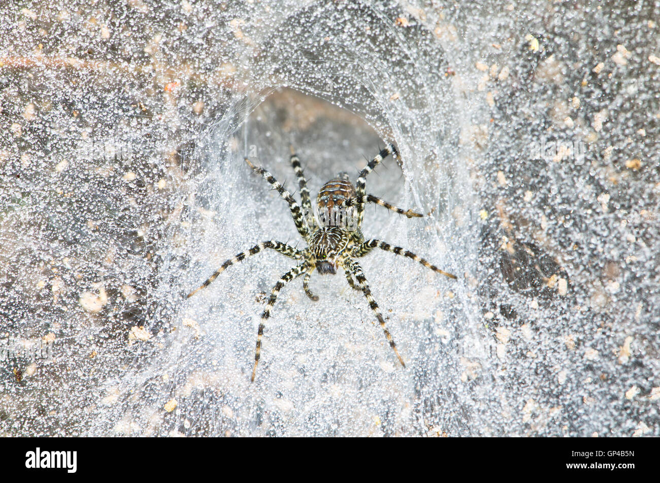 Funnel spider in web Stock Photo - Alamy