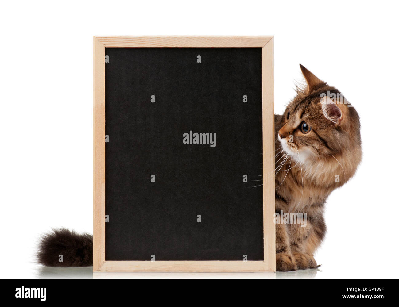 Cat with blackboard Stock Photo - Alamy