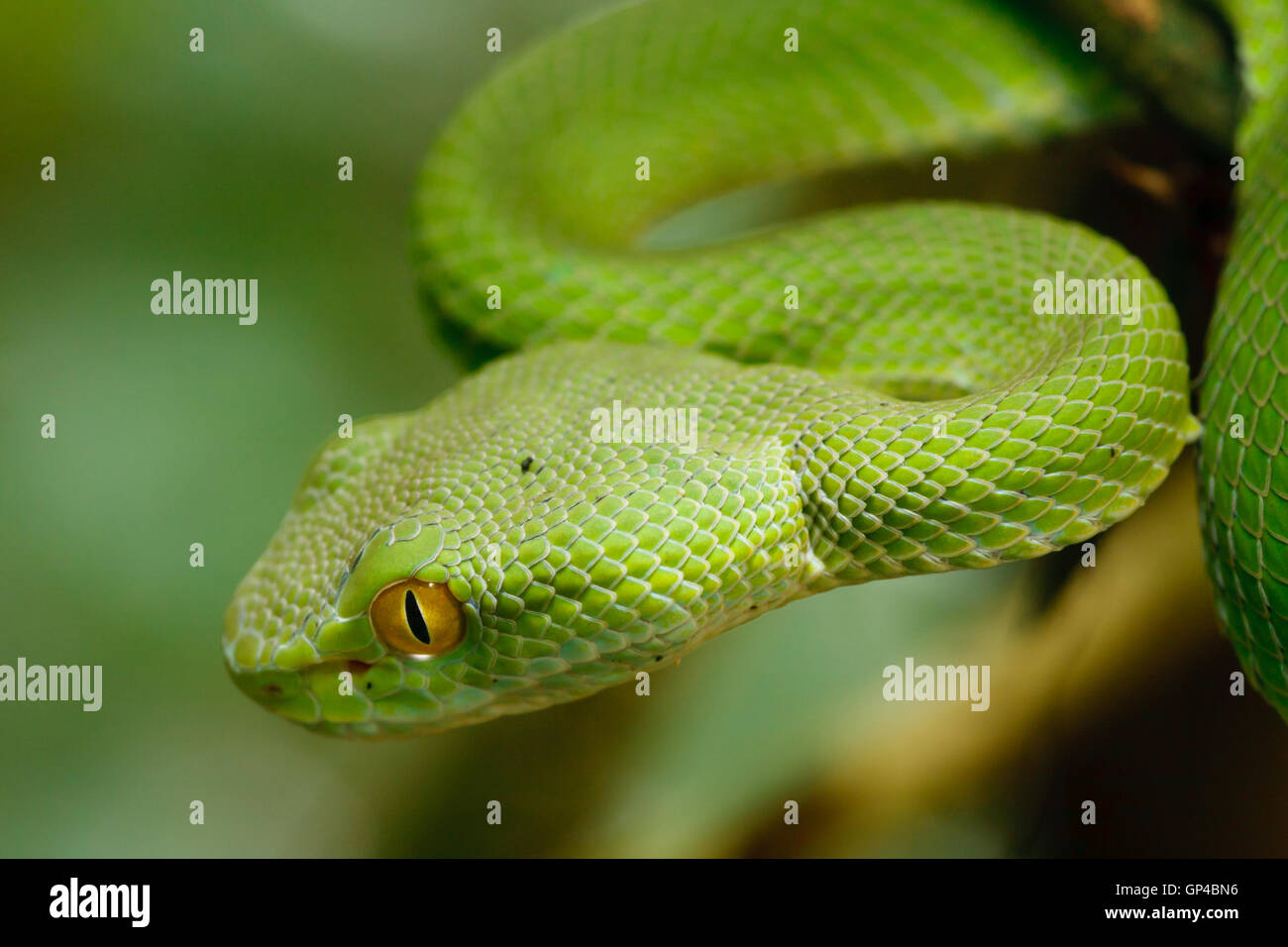 Green snake in rain forest, Thailand Stock Photo - Alamy