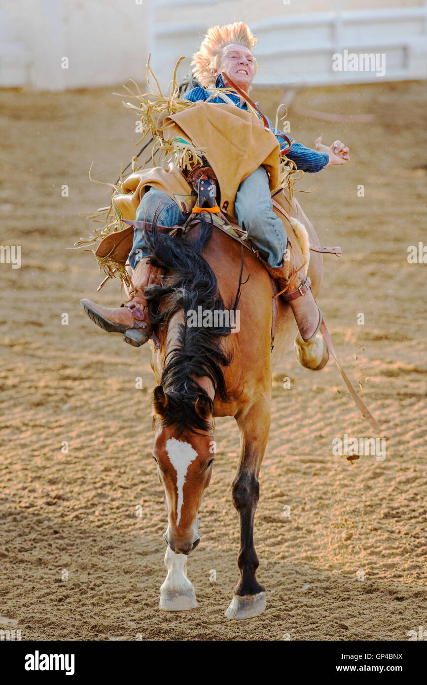 Rodeo cowboy riding a bucking horse, saddle bronc competition, Chaffee ...
