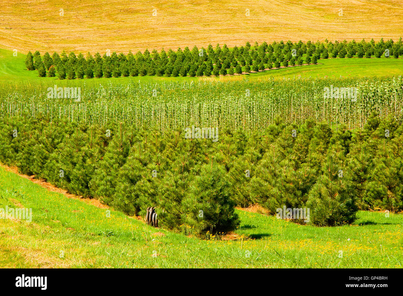 Tree Ranch Nursery Stock Photo - Alamy