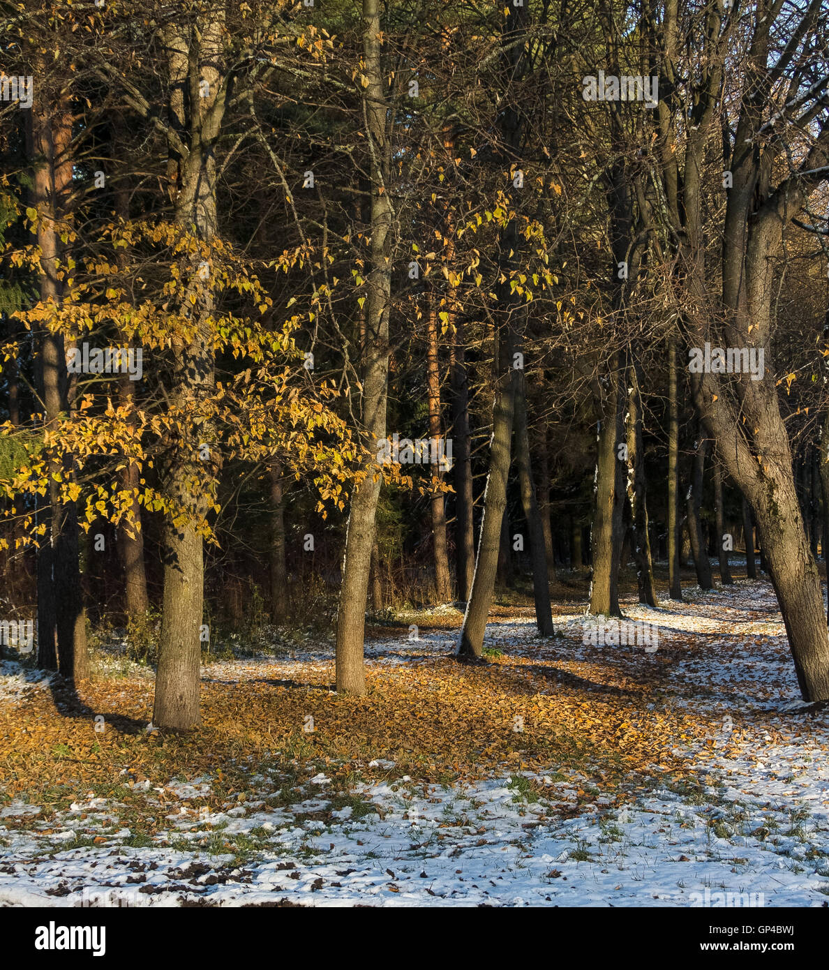 the first snow in autumn forest Stock Photo - Alamy