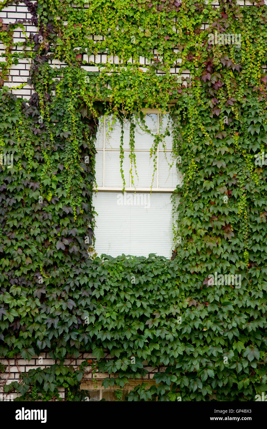 Window Detail with Ivy Stock Photo - Alamy