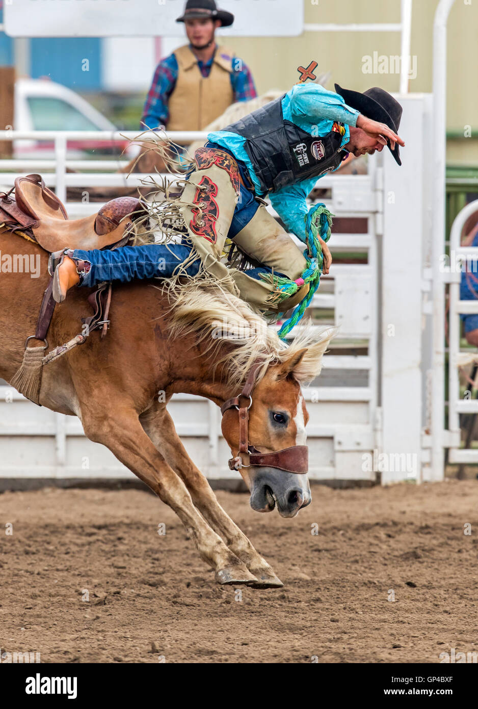 Rodeo cowboy riding a bucking horse, saddle bronc competition, Chaffee ...