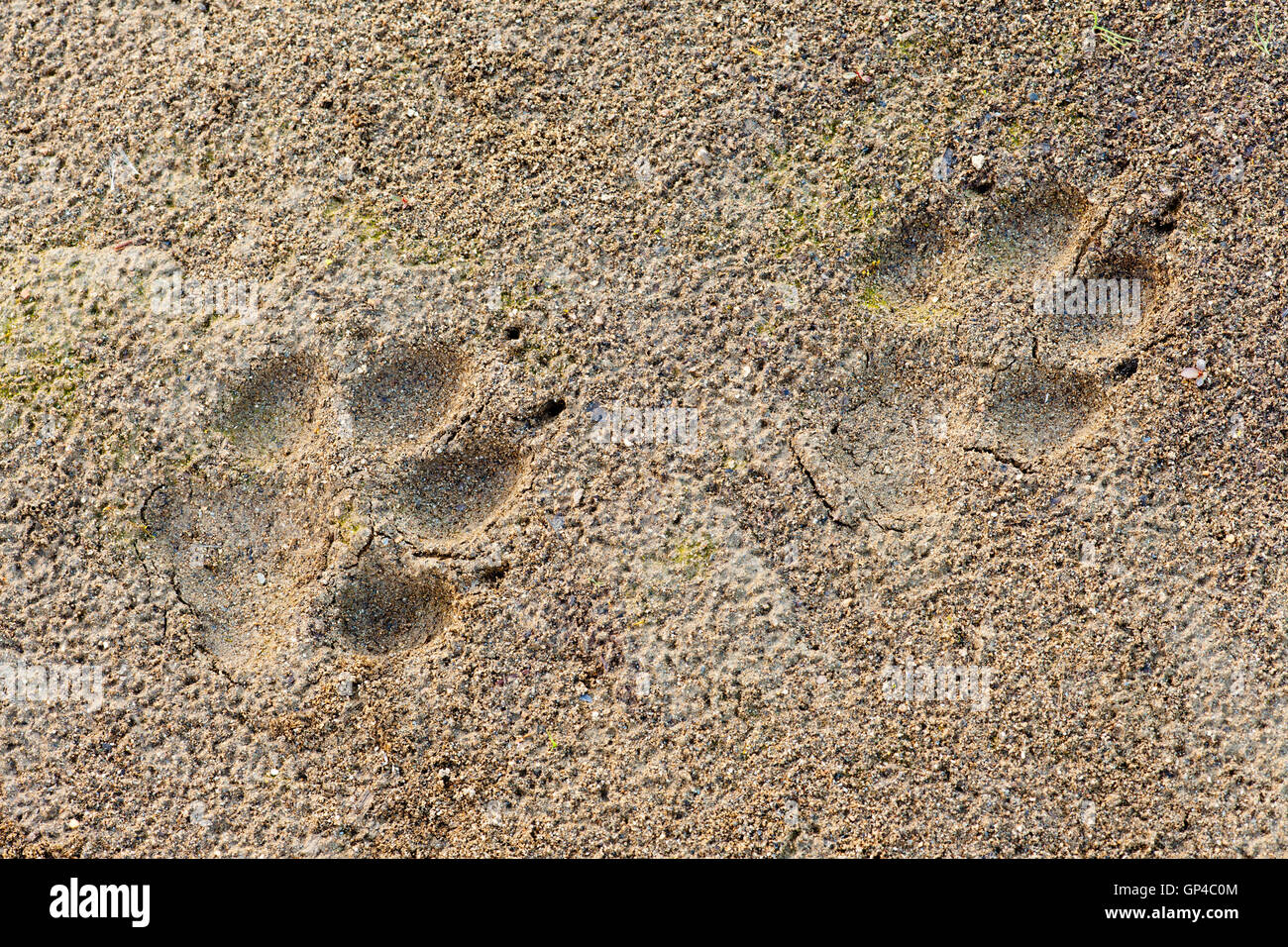 Animal claw marks hi-res stock photography and images - Alamy