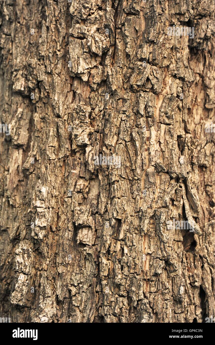 Pecan tree bark hi-res stock photography and images - Alamy