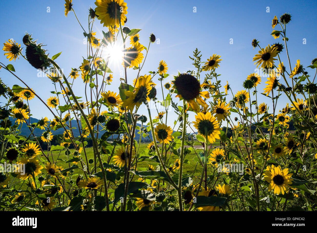Asteraceae hi-res stock photography and images - Alamy