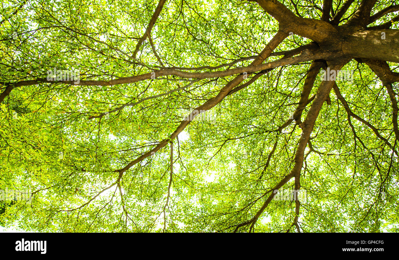 Under the tree with spread branch and green leaves Stock Photo - Alamy