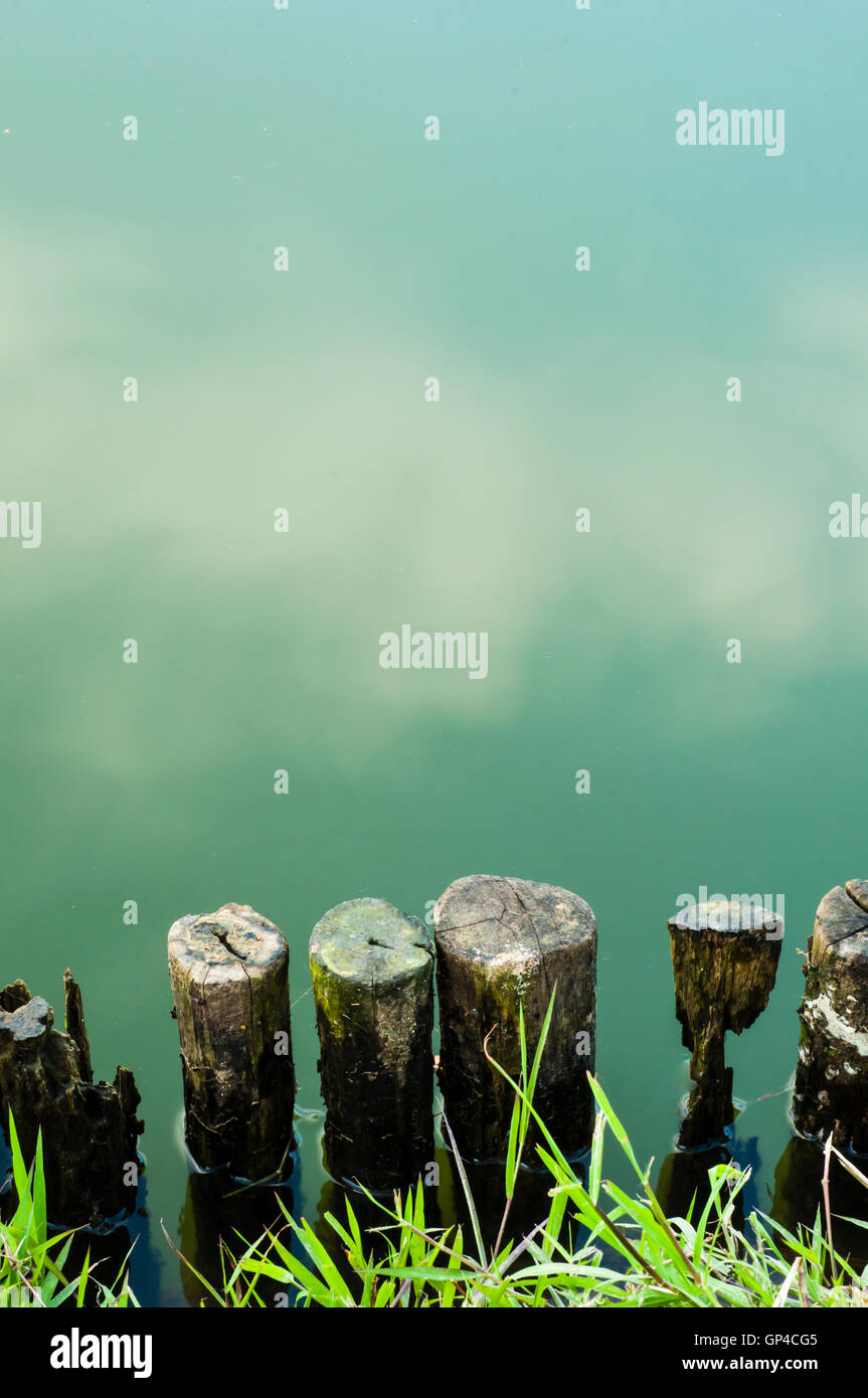 Old wood hedge Stock Photo - Alamy