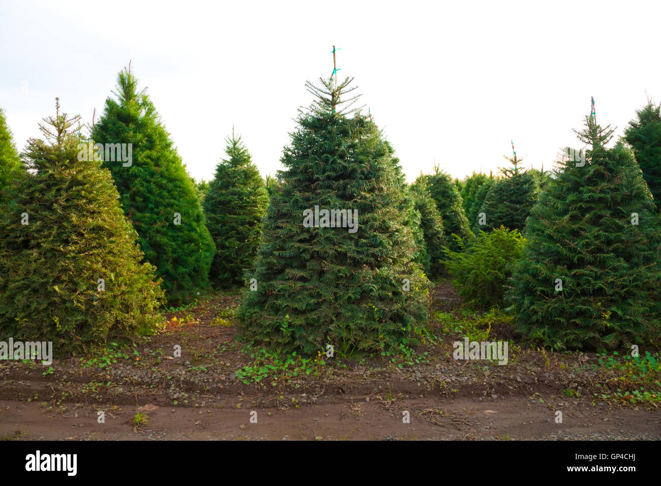 Christmas Tree Farm Stock Photo - Alamy