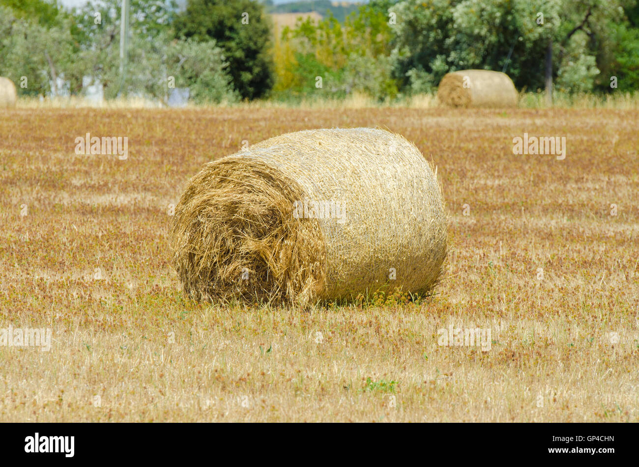 Field with rolls of hay on summer day Stock Photo - Alamy