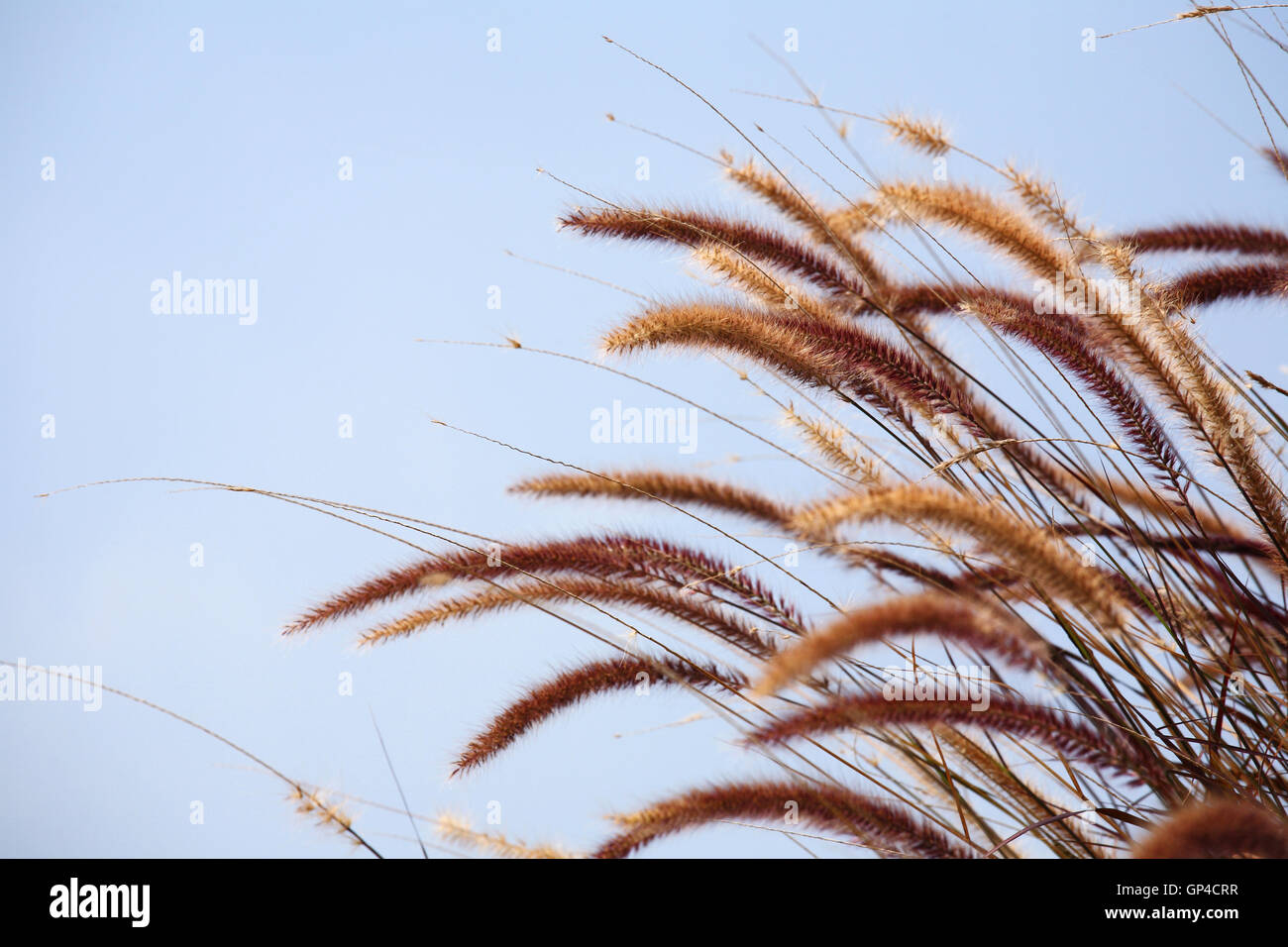Air reed hi-res stock photography and images - Alamy