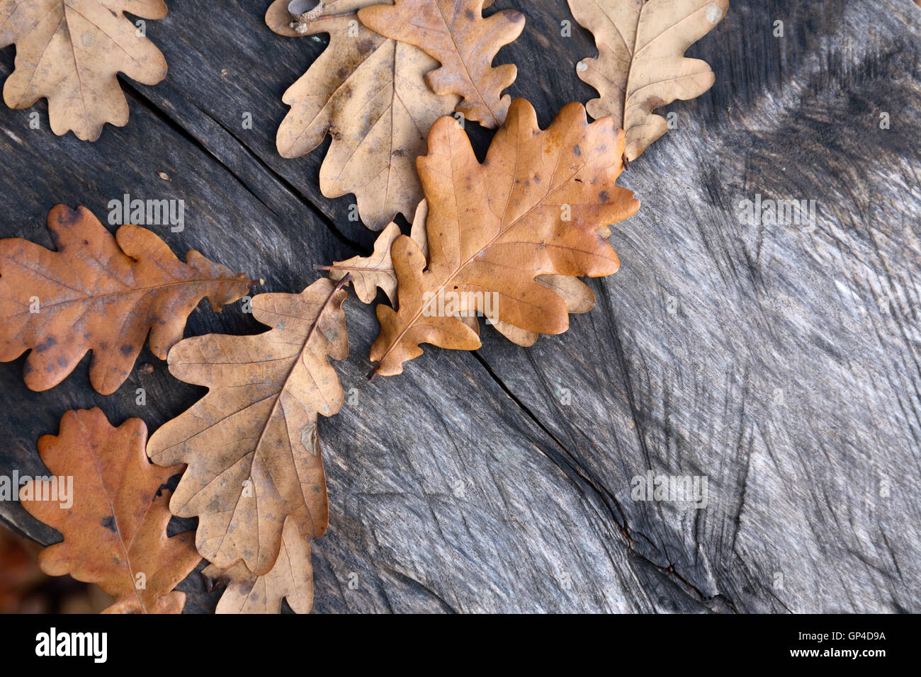 Tree leaves oak season hi-res stock photography and images - Alamy