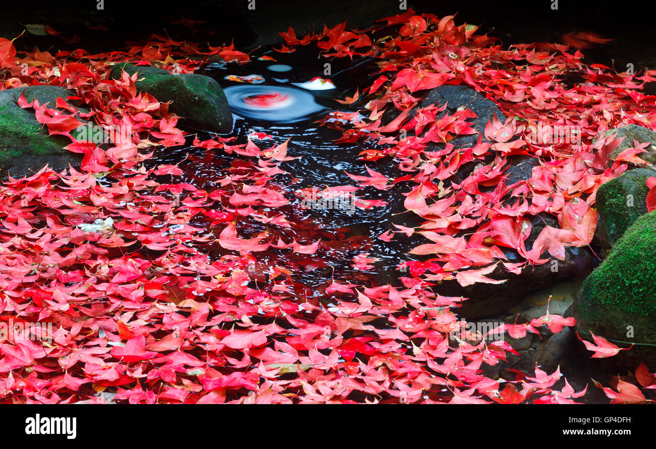Red maple leaf during fall Stock Photo - Alamy