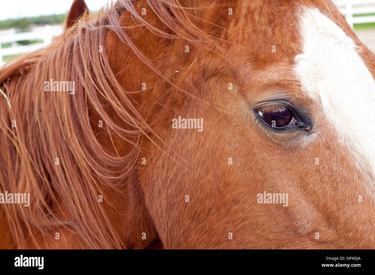 Red brown manes hi-res stock photography and images - Alamy