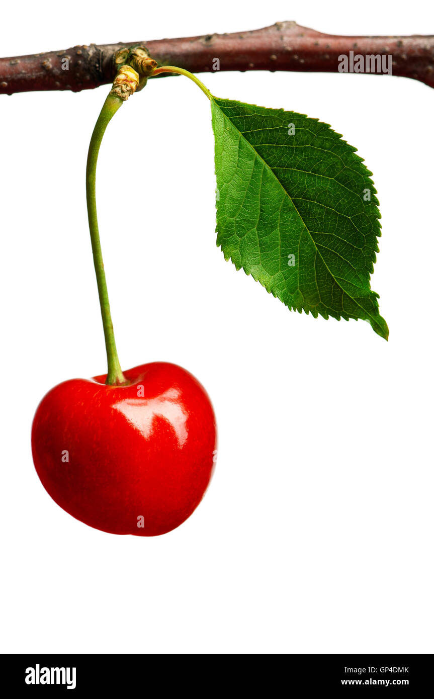 Cherries tree branch Cut Out Stock Images & Pictures - Alamy