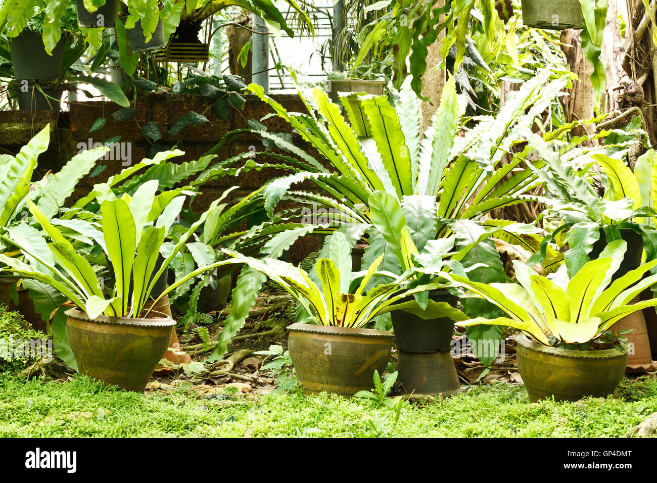Tropical fern plant in garden Stock Photo - Alamy