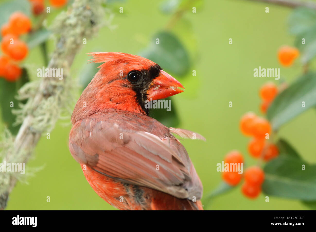A male Northern Cardinal looking back among honeysuckle berries Stock ...