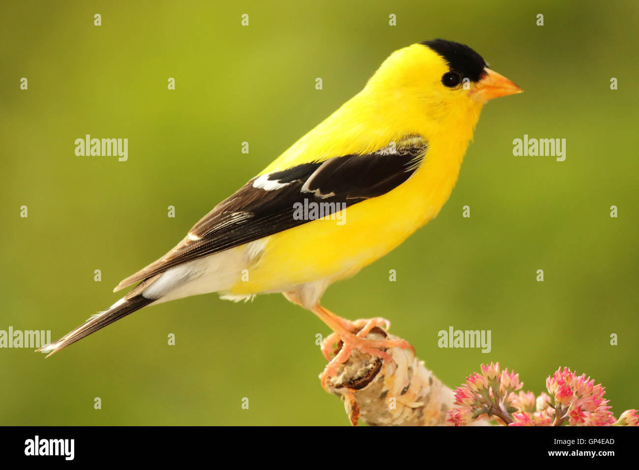 Male american goldfinch hi-res stock photography and images - Alamy