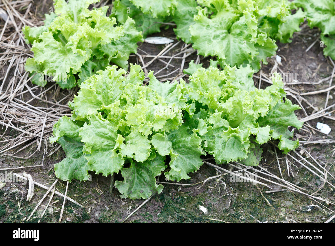 green fresh lettuce growing at a farm Stock Photo - Alamy