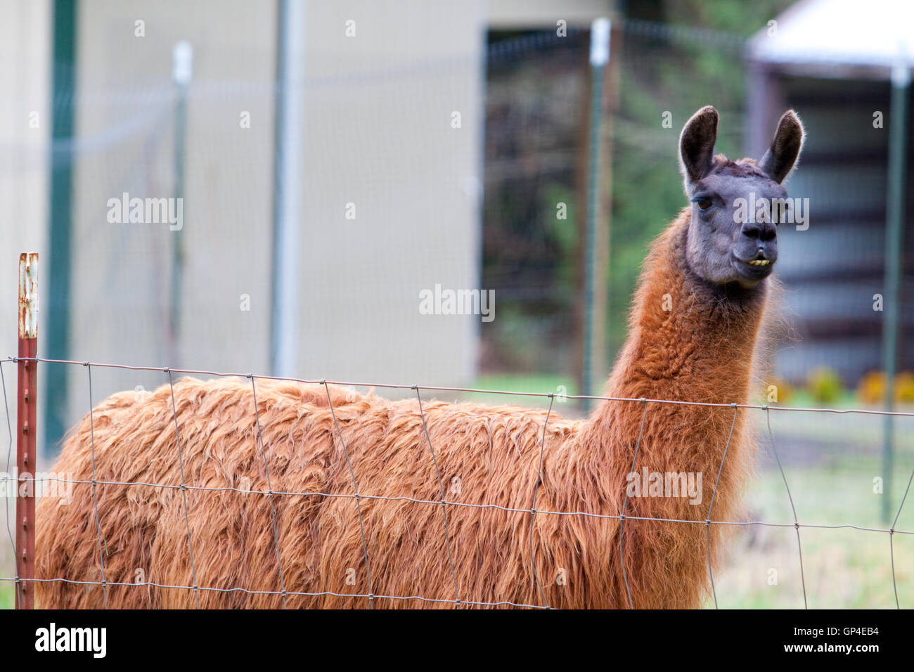 Llama in Field Stock Photo - Alamy
