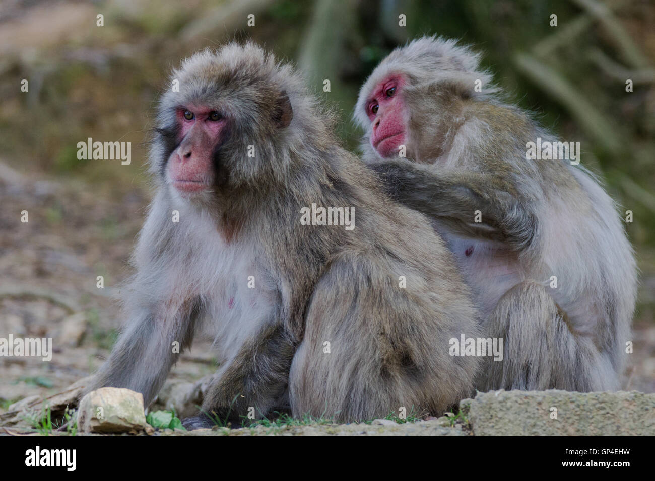 Japanese macaque monkeys in the grounds of Iwatayama Monkey Park in ...