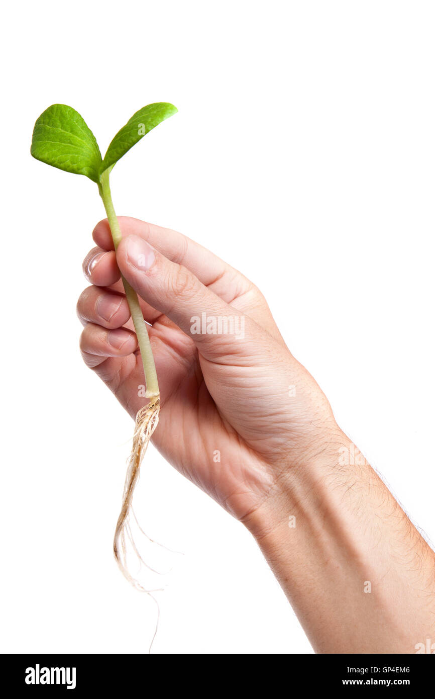 Male hand hold a small sprout and an earth handful Stock Photo - Alamy
