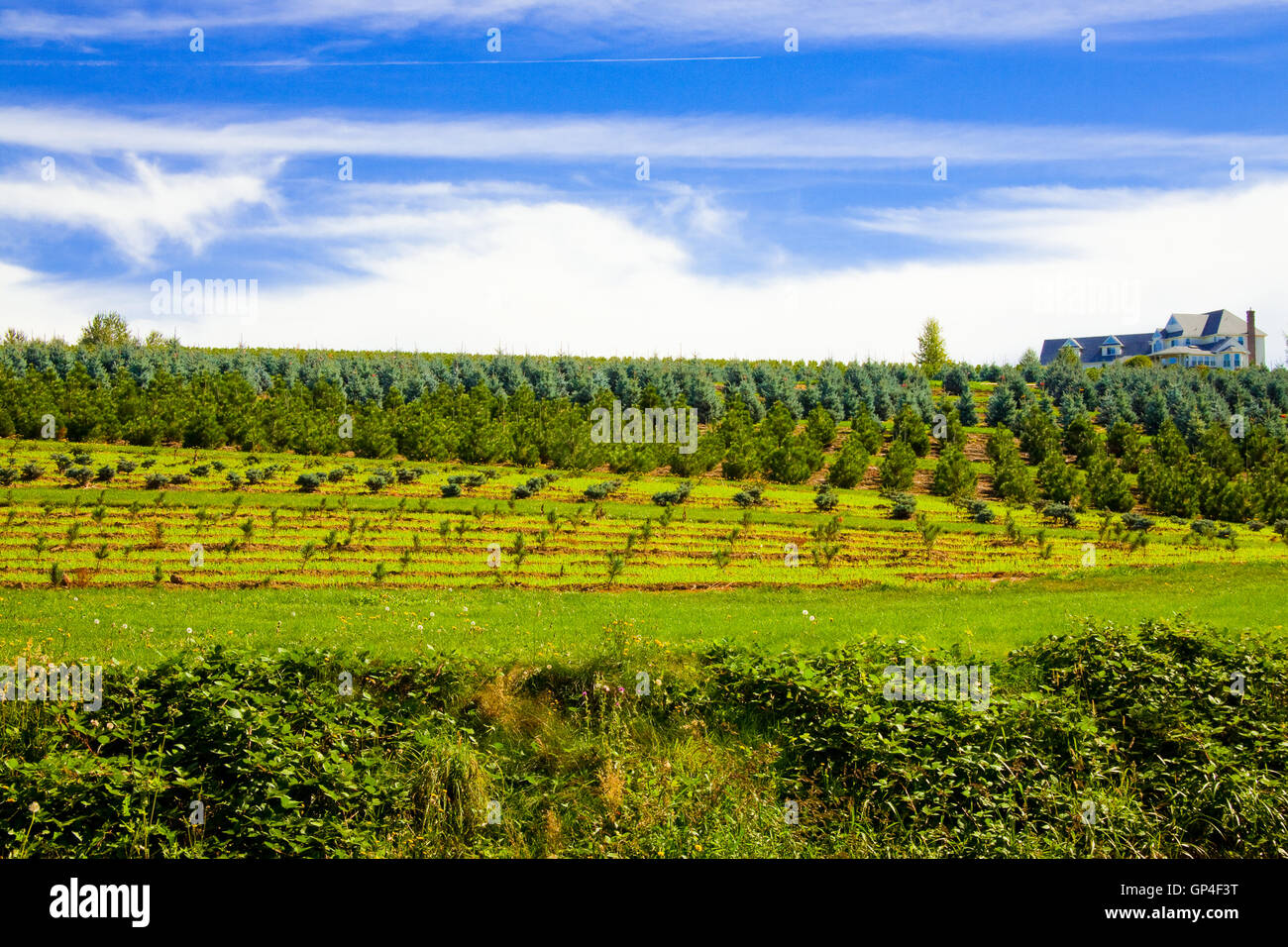 Rural Tree Ranch Stock Photo - Alamy