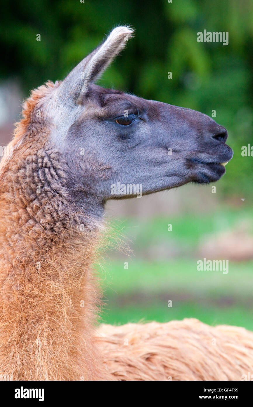 Llama in Field Stock Photo - Alamy