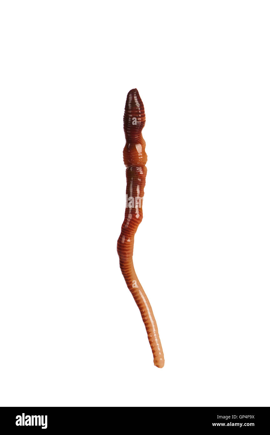 Slimy earthworm hi-res stock photography and images - Alamy