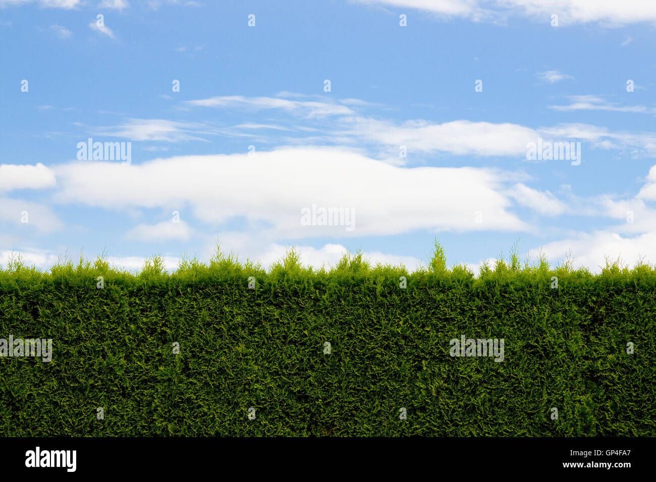 Interesting hedge hi-res stock photography and images - Alamy