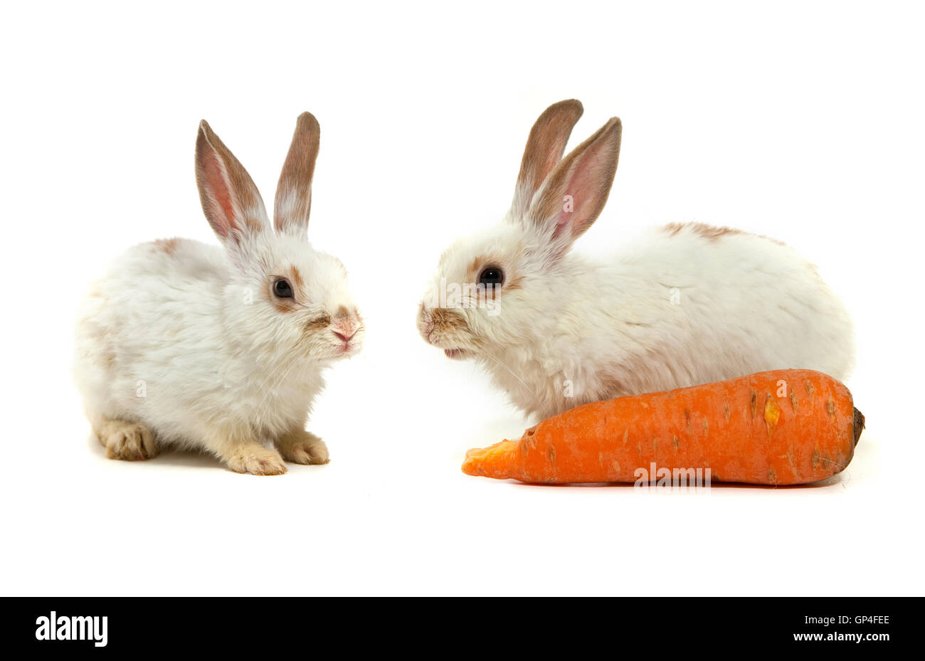White small rabbit Stock Photo - Alamy