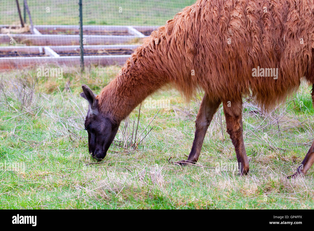 Llama in Field Stock Photo - Alamy