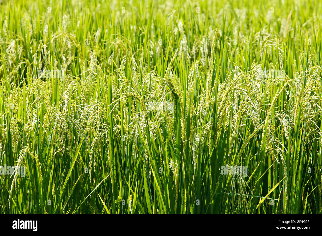 green paddy rice in field Stock Photo - Alamy